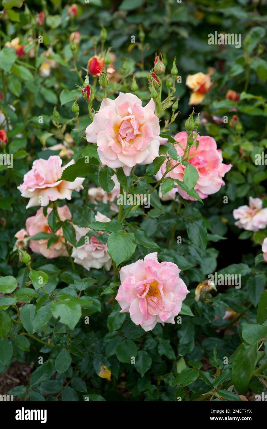Rosa Belle Epoque ('Fryyaboo' Stock Photo - Alamy