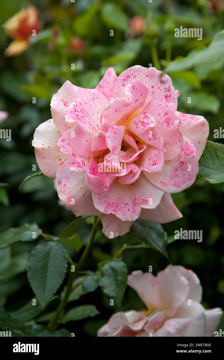 Rosa fryyaboo hi-res stock photography and images - Alamy