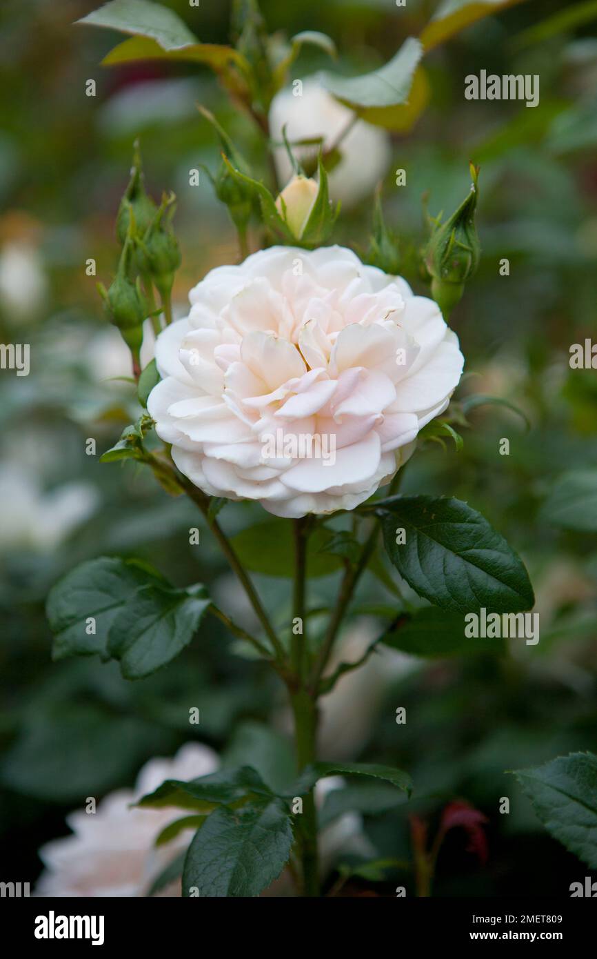 Rosa Champagne Moments ('Korvanaber' Stock Photo - Alamy