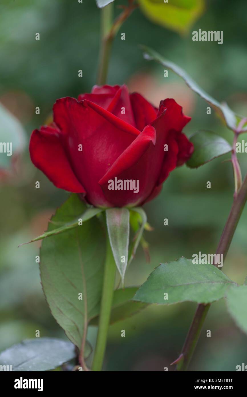 Rosa Pride of England ('Harencore' Stock Photo - Alamy