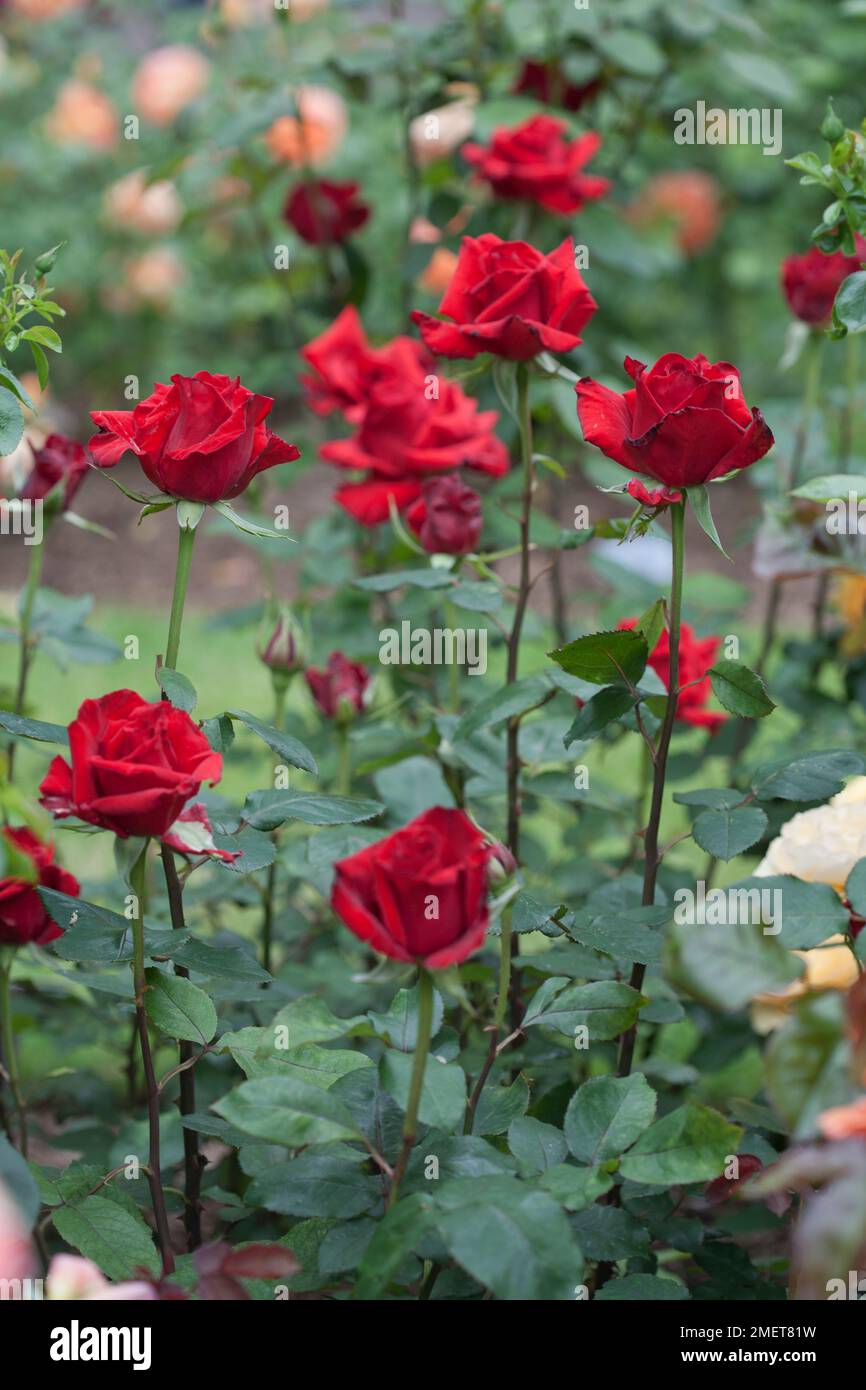 Rosa Pride of England ('Harencore' Stock Photo - Alamy