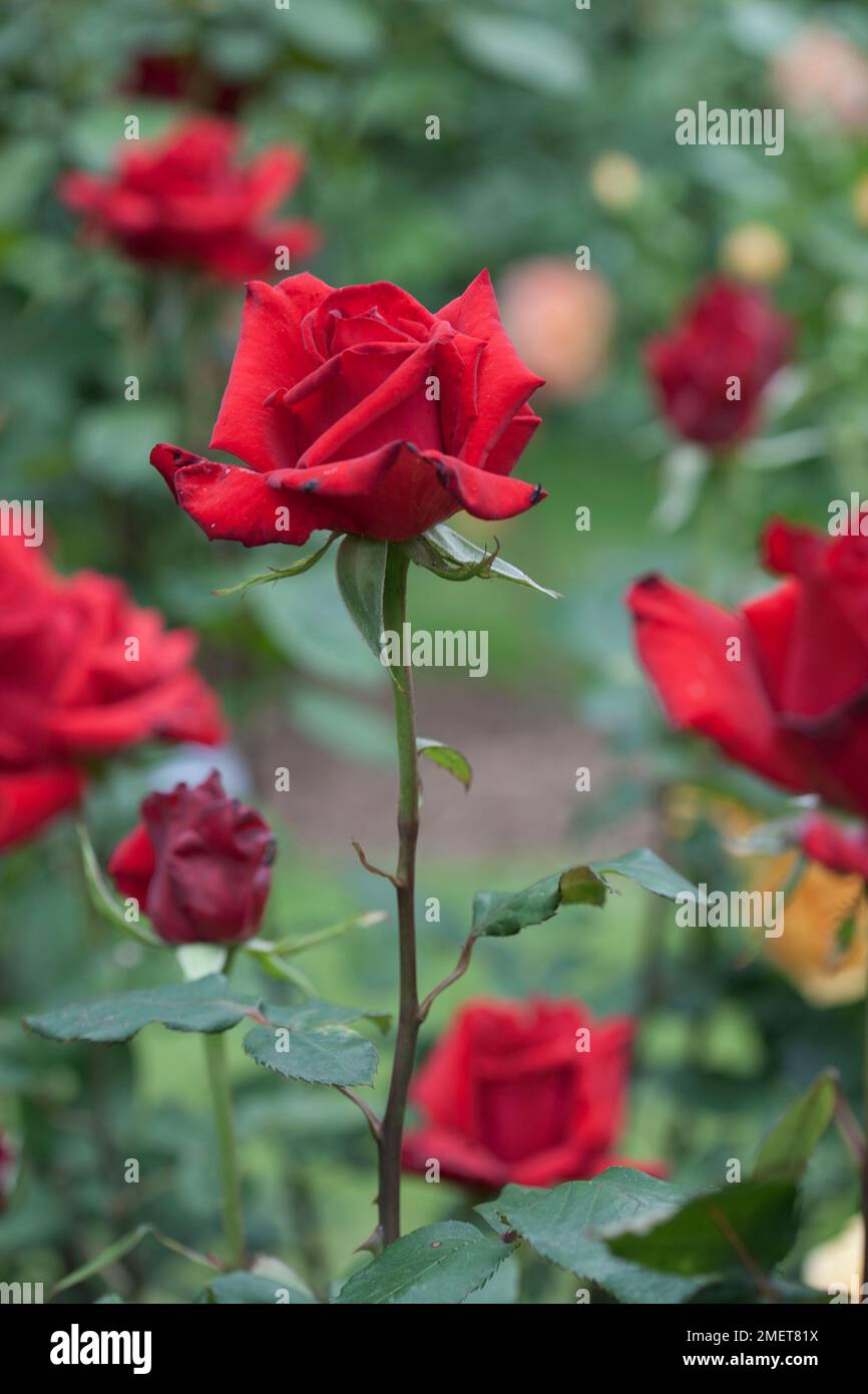 Rosa Pride of England ('Harencore' Stock Photo - Alamy