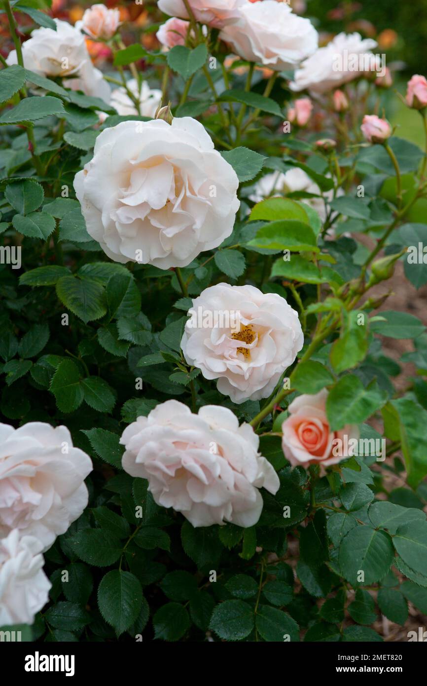 Scrivo hi-res stock photography and images - Alamy