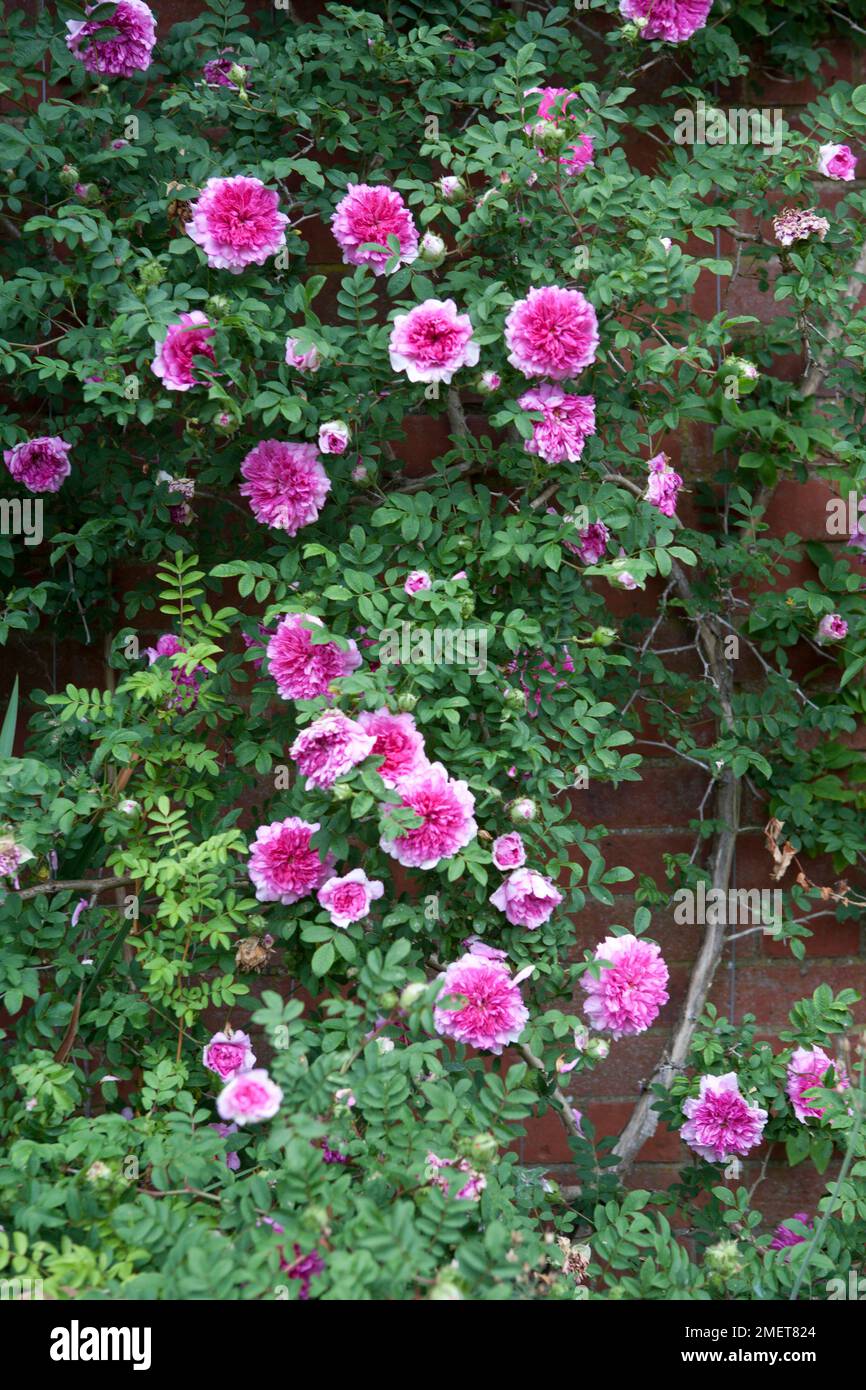 Rosa roxburghii f. roxburghii Stock Photo - Alamy