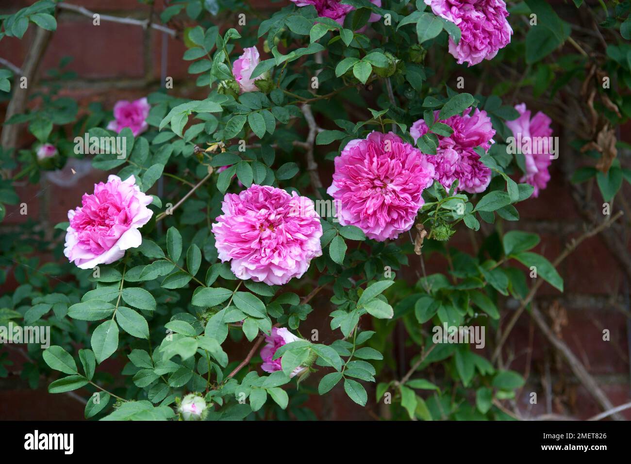 Rosa roxburghii f roxburghii hi-res stock photography and images - Alamy