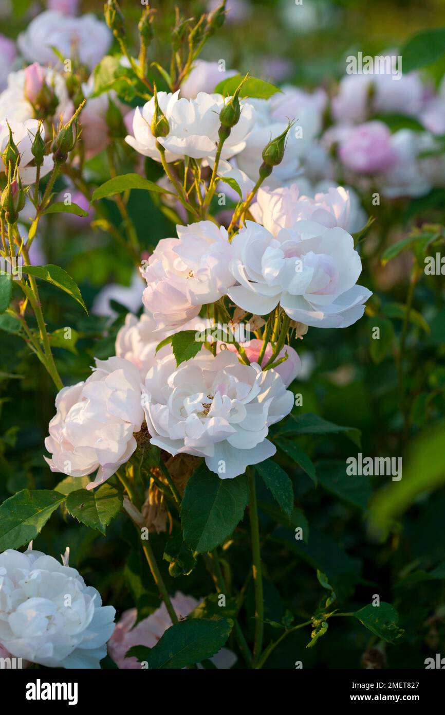 Scarborough fair hi-res stock photography and images - Alamy