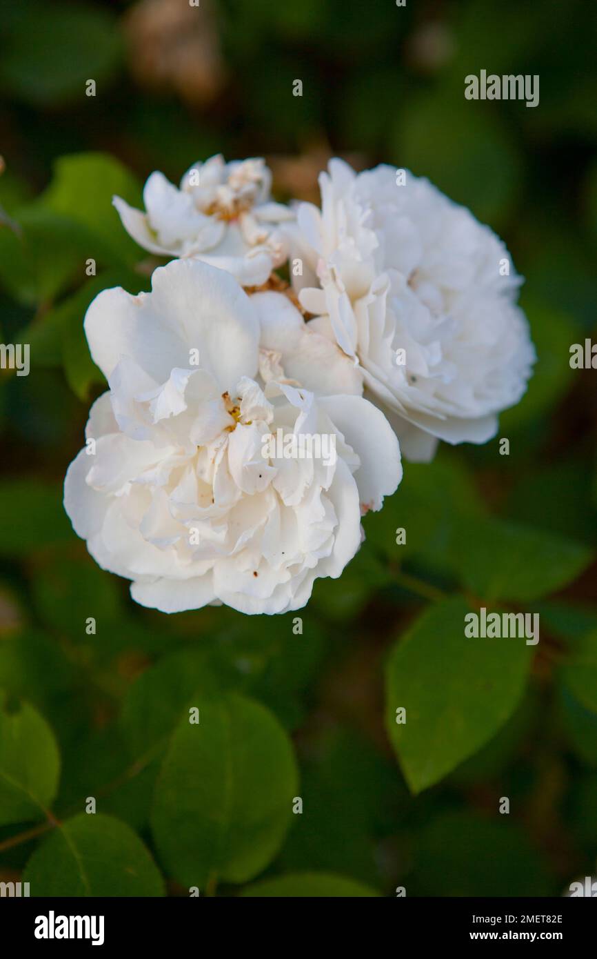 Rosa Scarborough Fair ('Ausoran' Stock Photo - Alamy