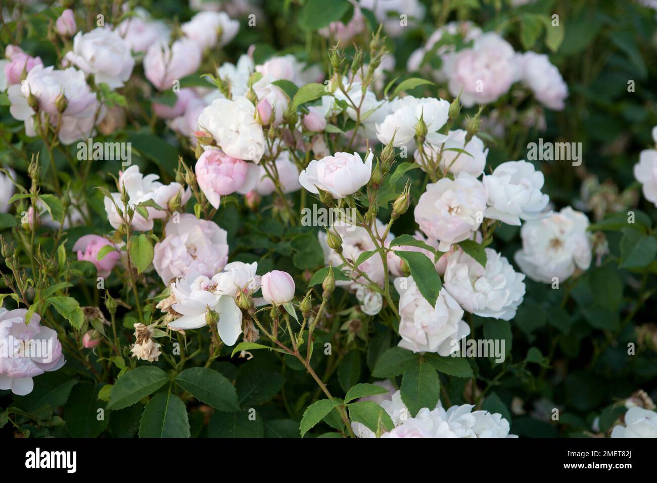 Rose ausoran hi-res stock photography and images - Alamy