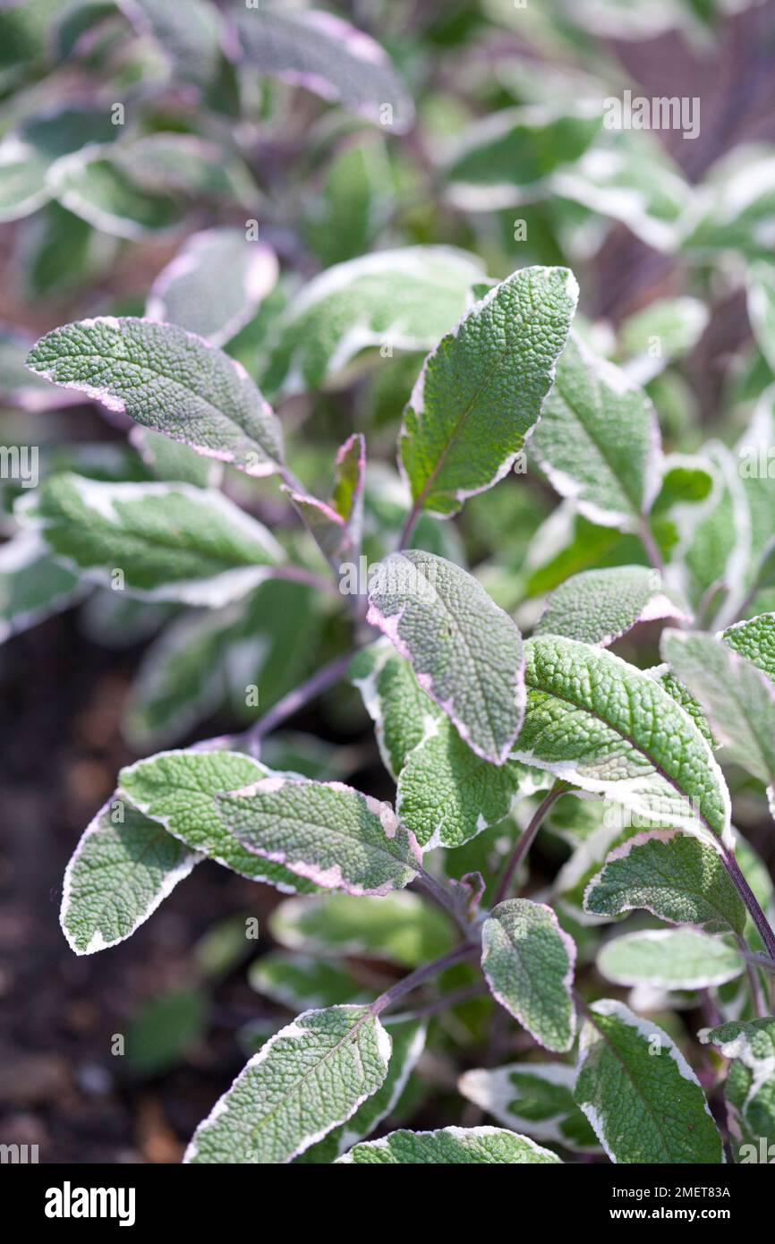 Salvia officinalis 'Tricolor' Stock Photo - Alamy