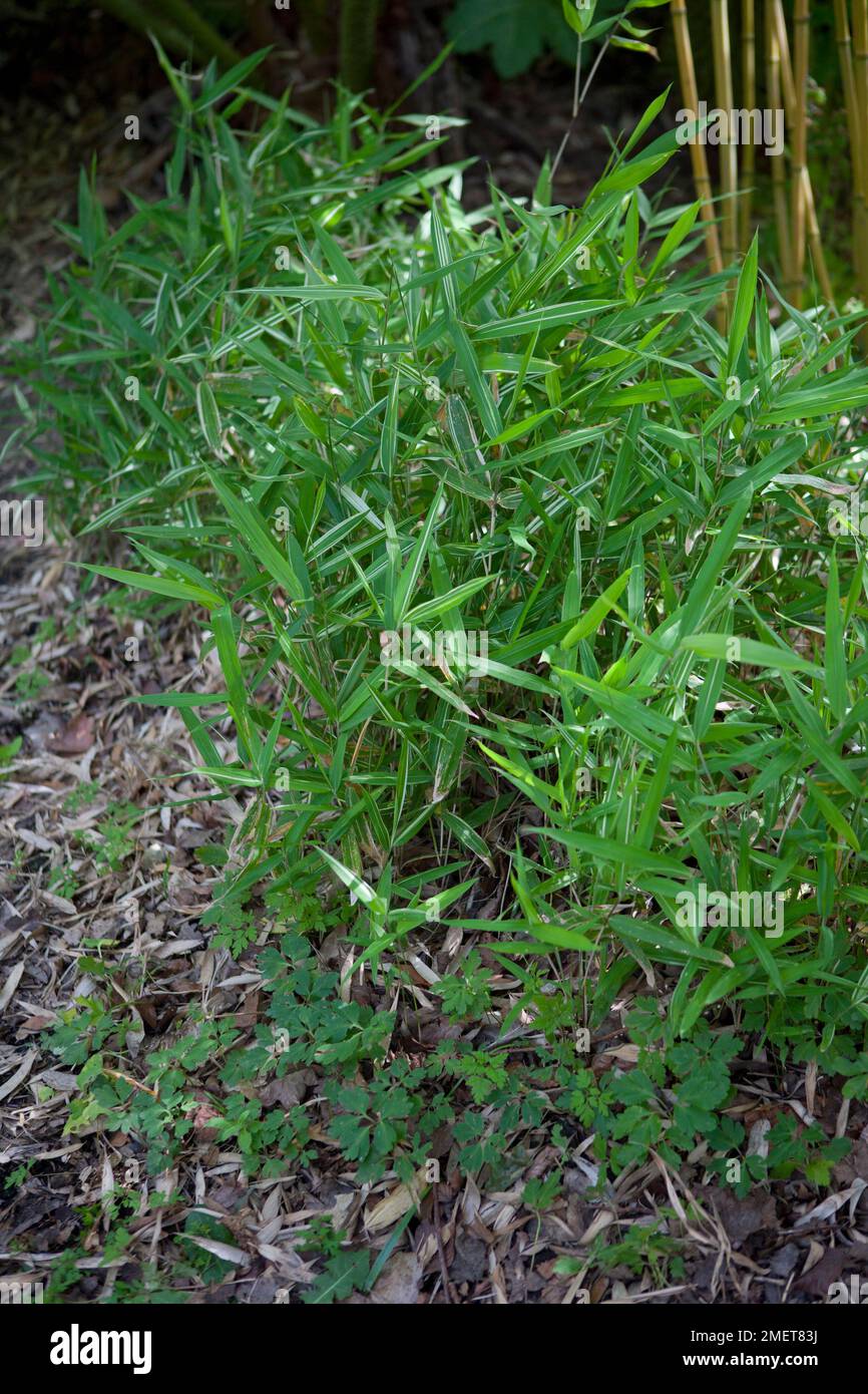 Sasaella masamuneana hi-res stock photography and images - Alamy