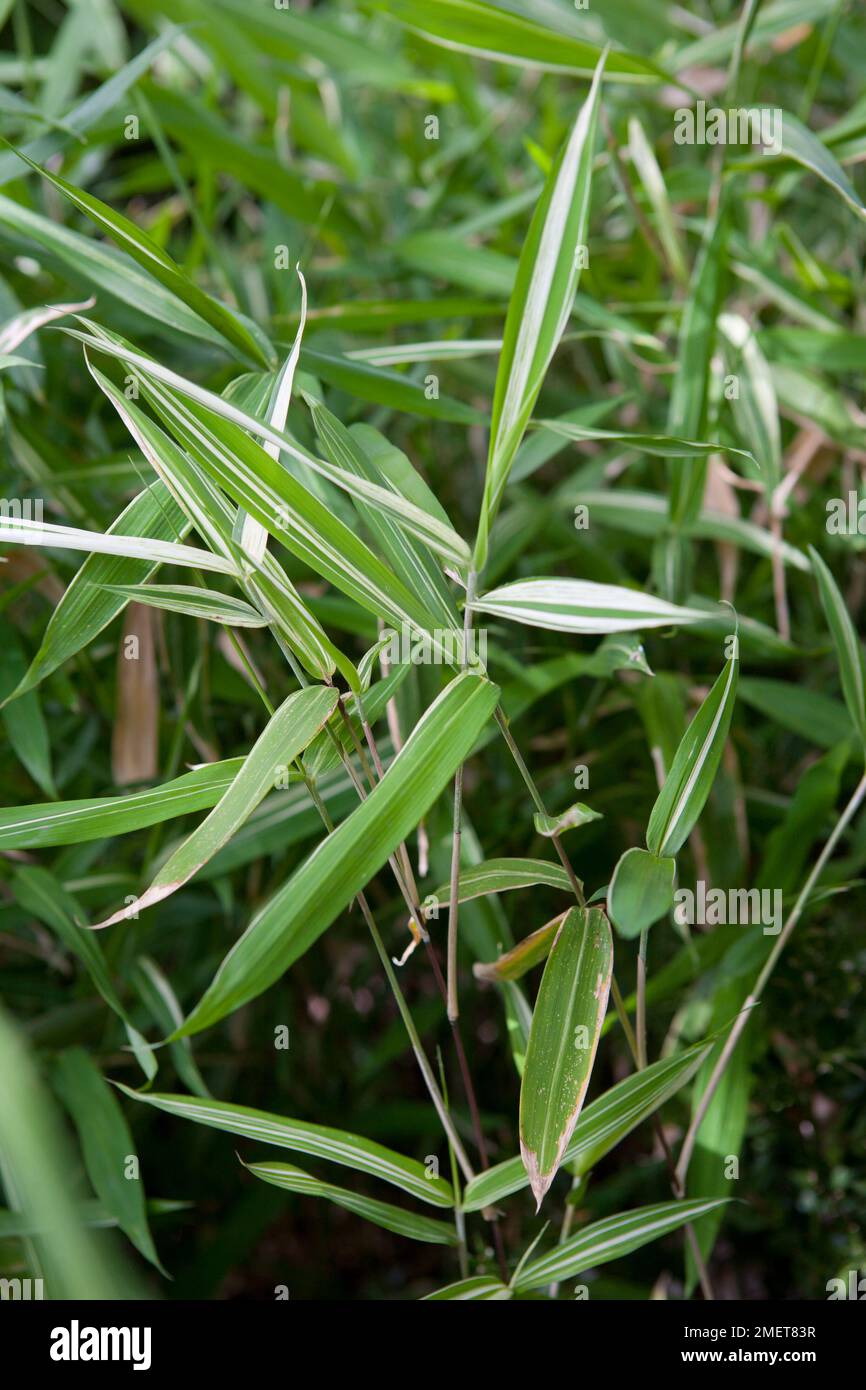Sasaella masamuneana 'Albostriata' Stock Photo - Alamy