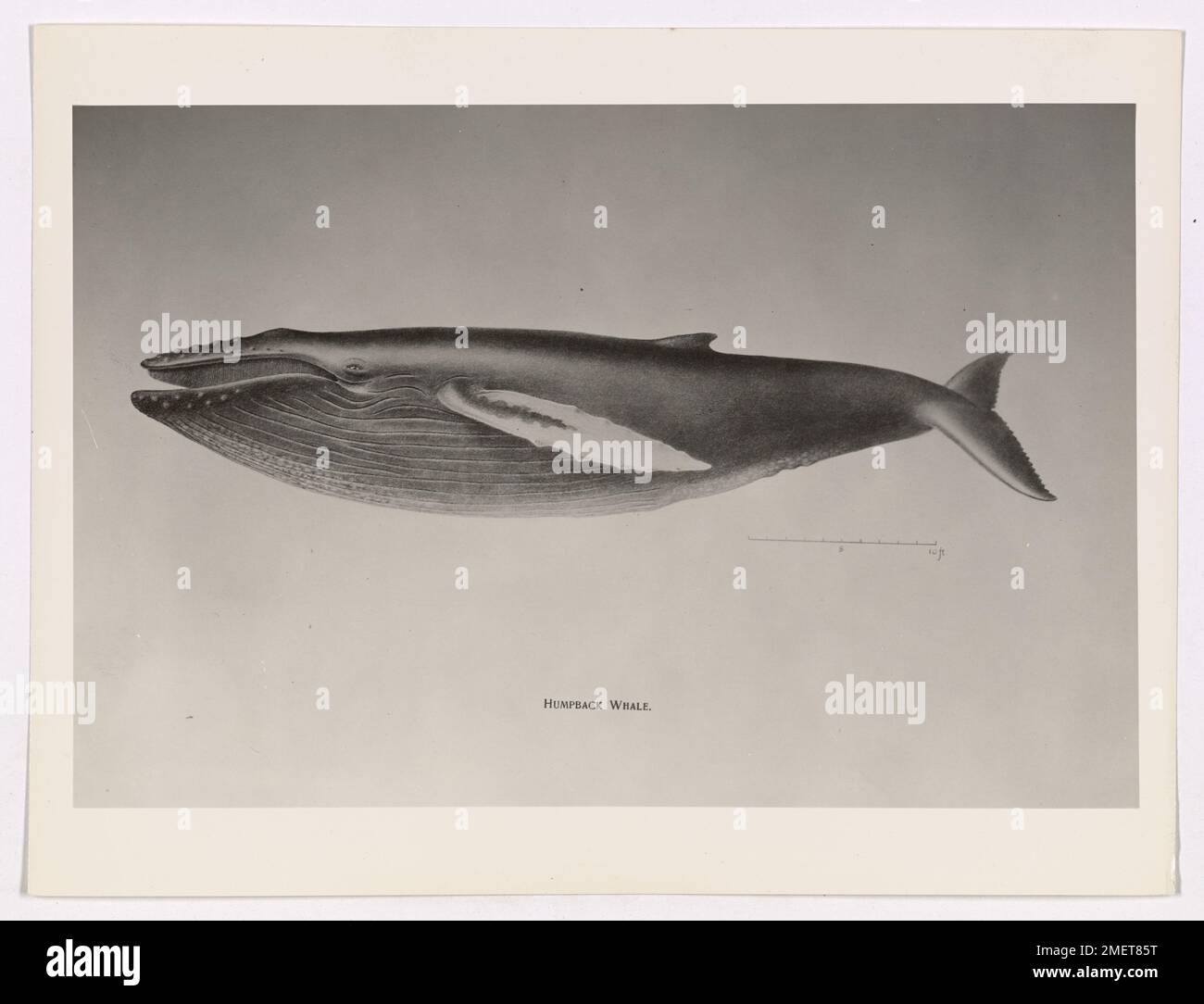 This scale drawing of a humpback whale shows the species' distinctive ...