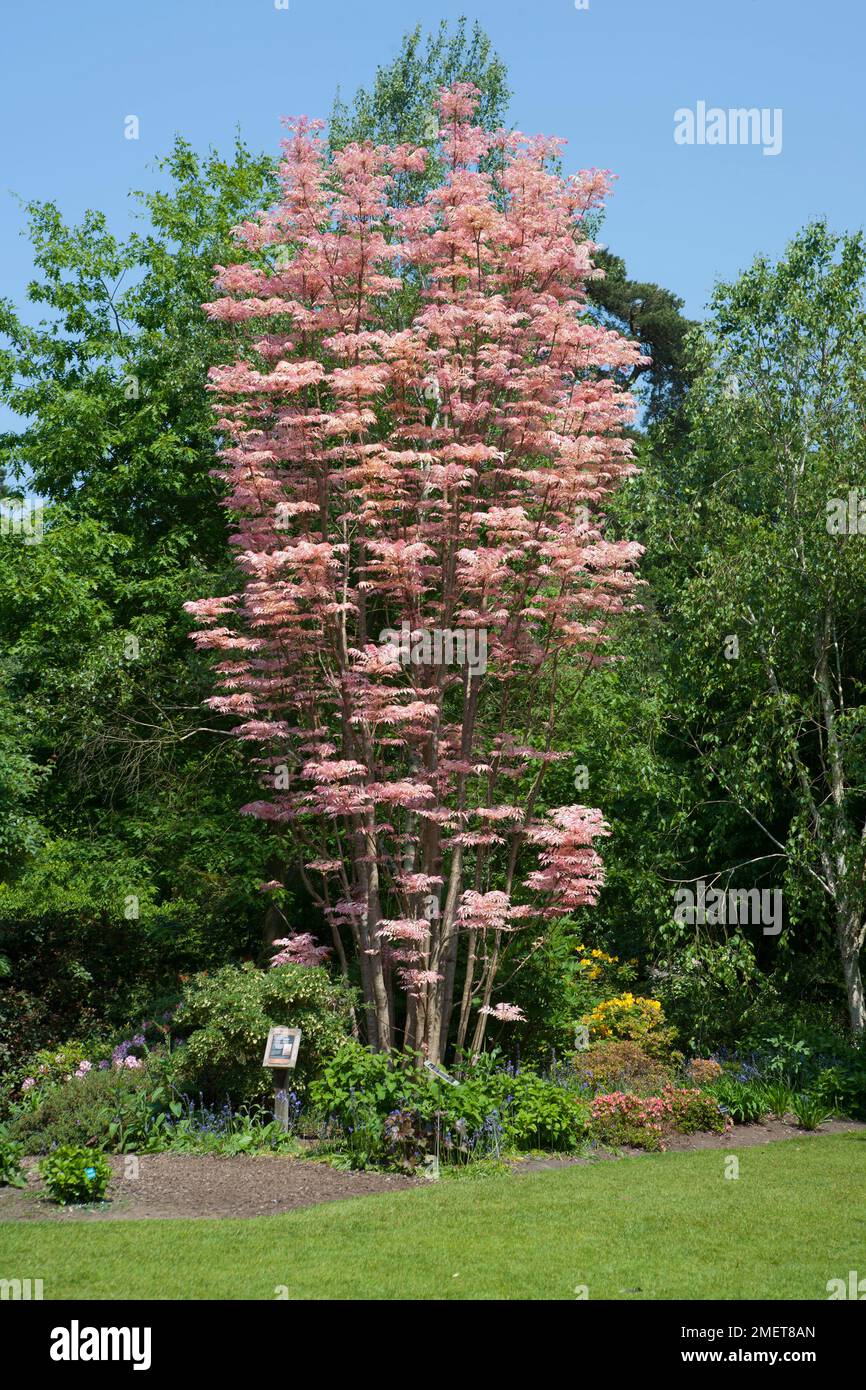 Toona sinensis hi-res stock photography and images - Alamy