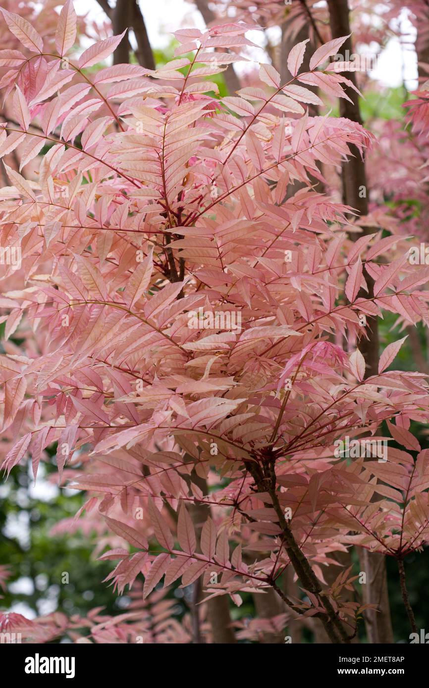 Toona sinensis 'Flamingo' Stock Photo - Alamy