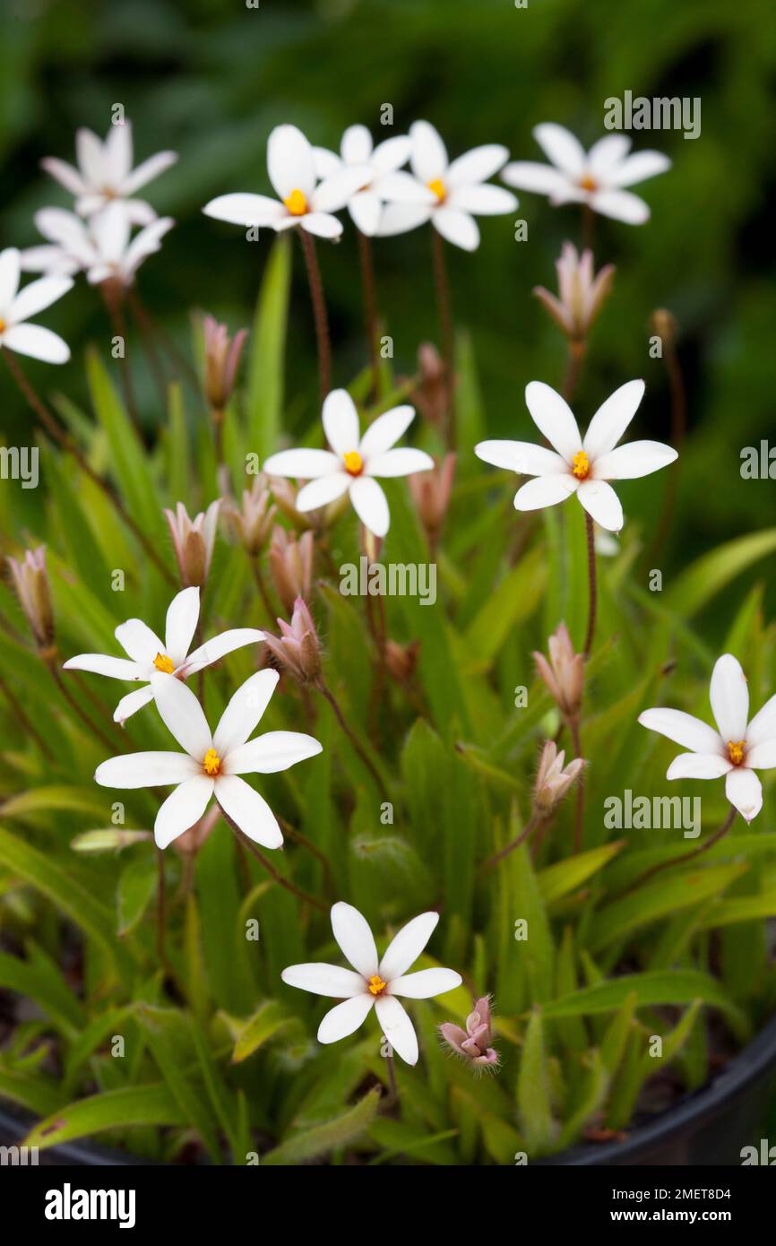 x Rhodoxis hybrida Stock Photo - Alamy