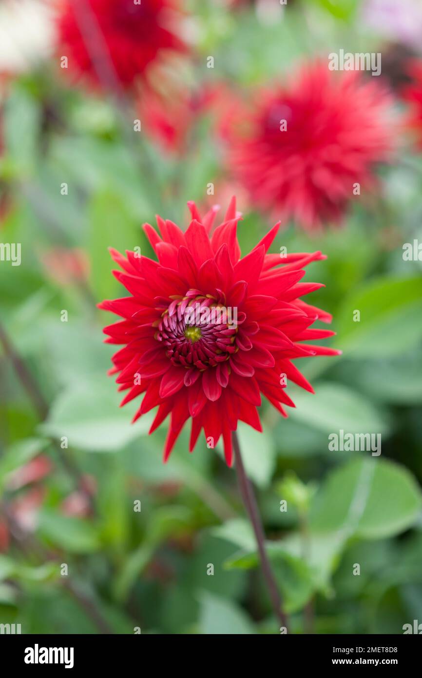 Dahlia Andrew Mitchell Stock Photo - Alamy