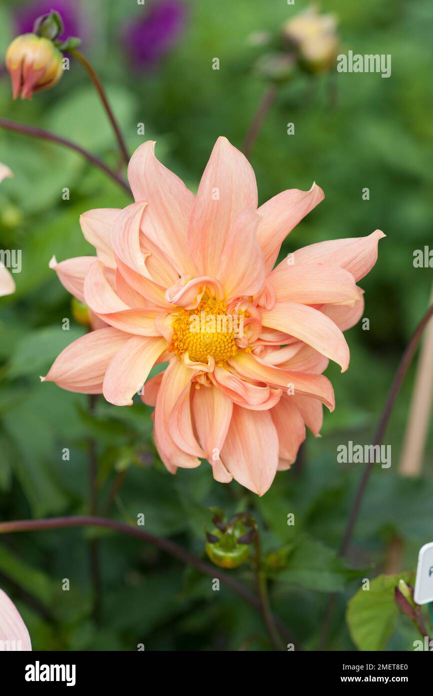 Spur plant hi-res stock photography and images - Alamy