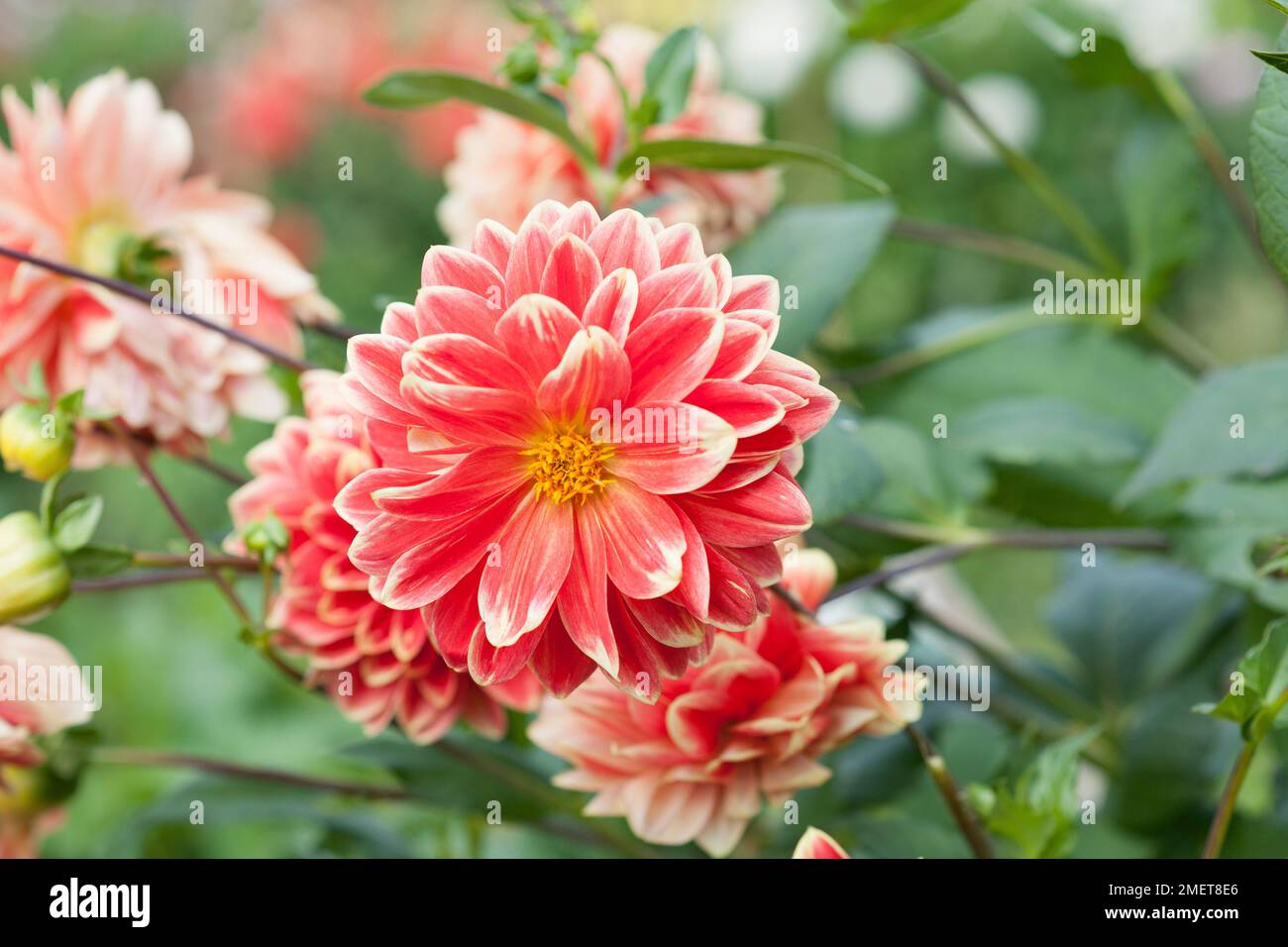 Dahlia Garden Festival Stock Photo - Alamy