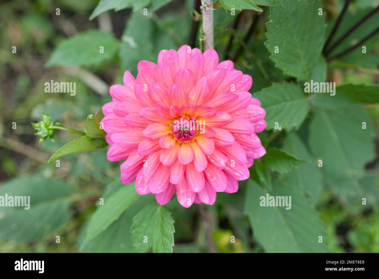 Dahlia Karma Fuchsiana Stock Photo - Alamy