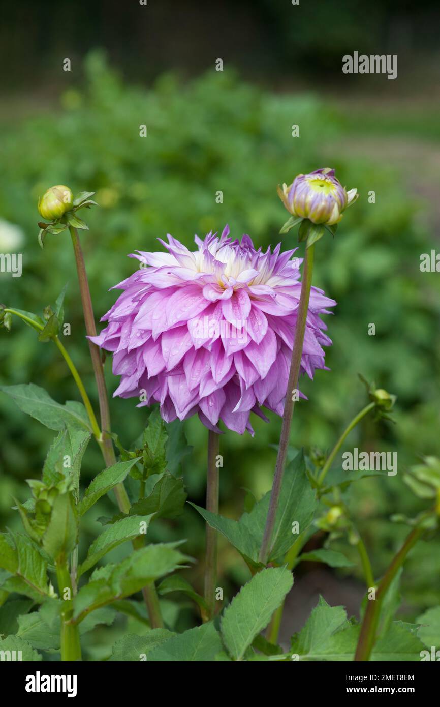 Sir Alf Ramsey Stock Photo - Alamy
