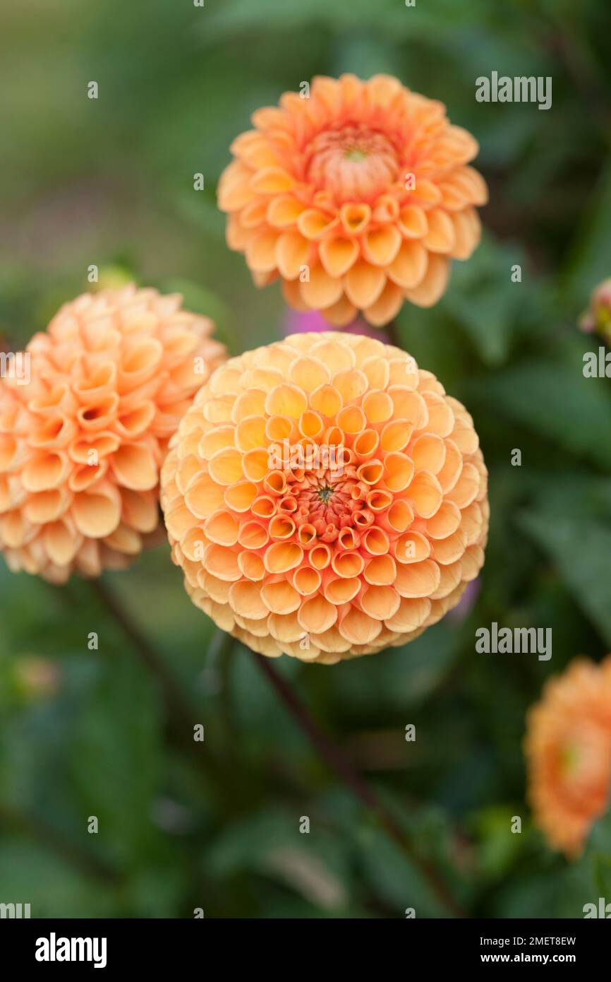 Dahlia sylvia flower hi-res stock photography and images - Alamy