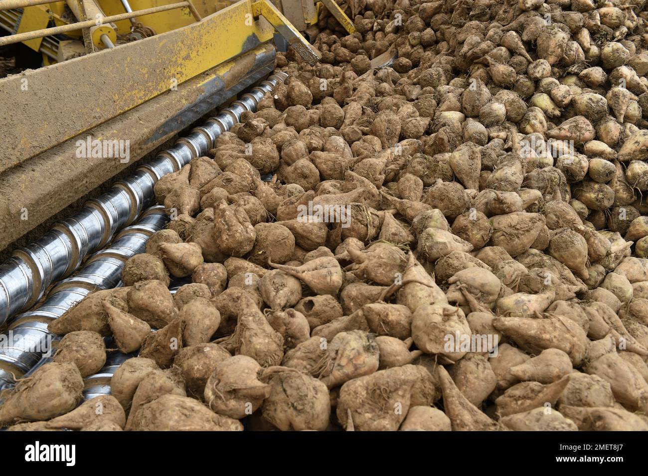 Beet cleaning loader picks up, cleans and loads beetroot (Beta vulgaris ...