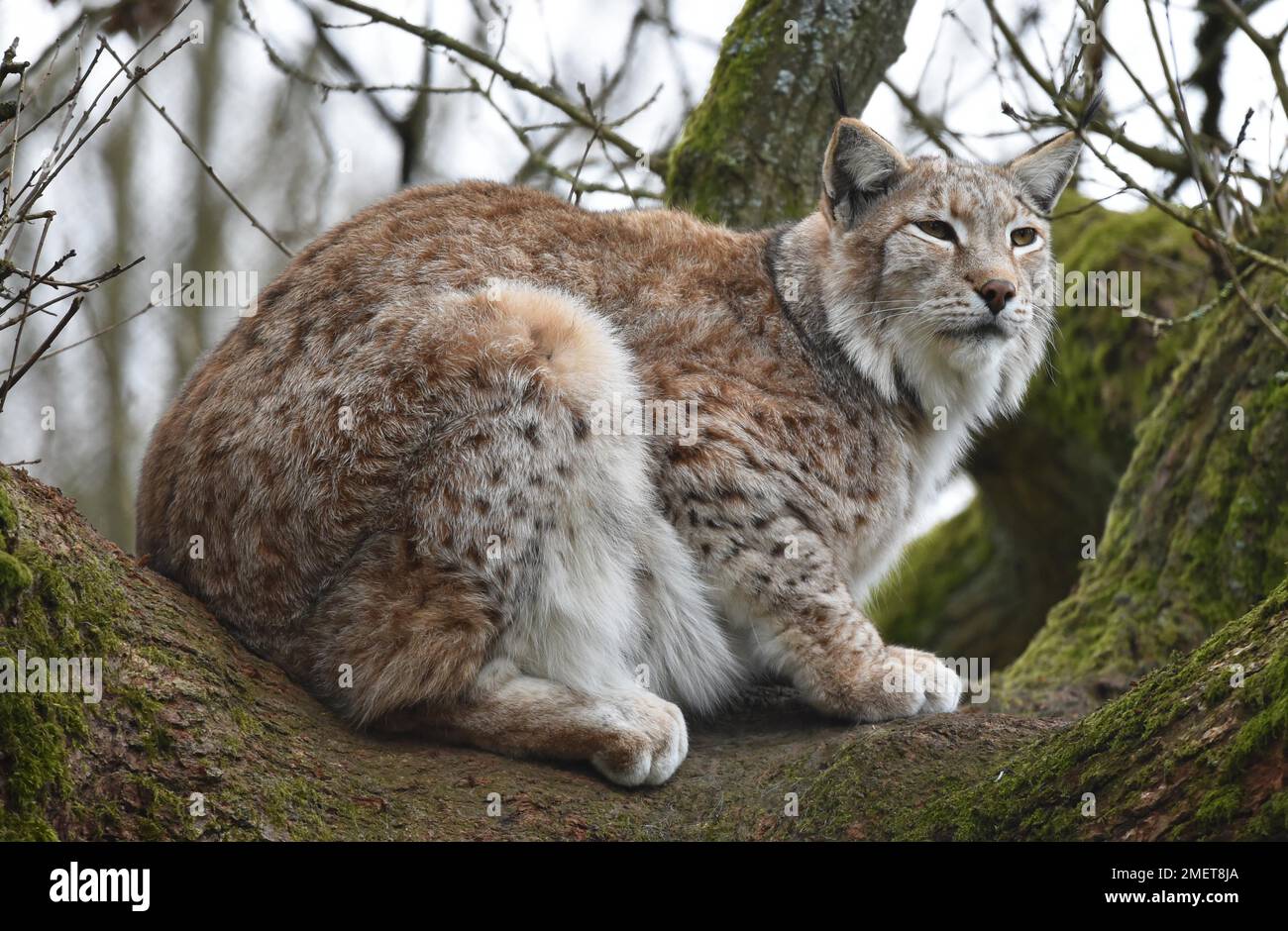 Lynxes (Lynx) sitting on an old oak tree (Quercus), Hesse, Germany ...