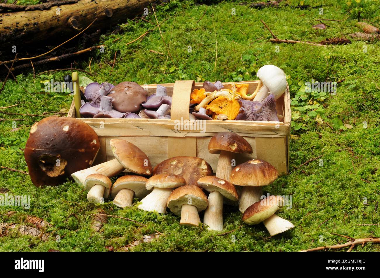 Boletaceae (Boletus) (Cantharellus cibarius) (Agaricus campestris) and ...