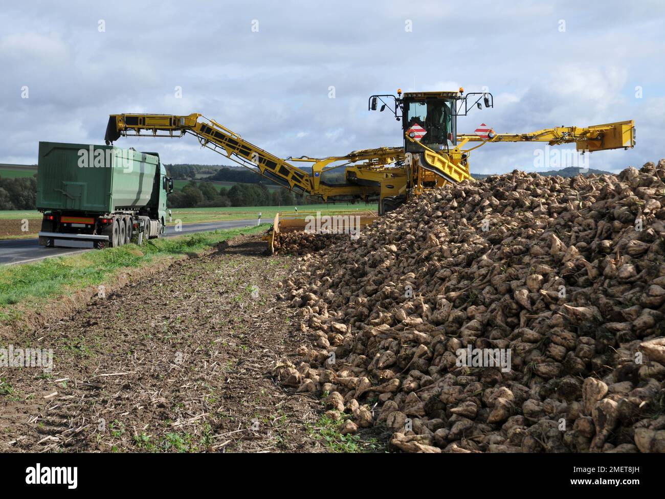 Beet cleaning loader picks up, cleans and loads beetroot (Beta vulgaris ...