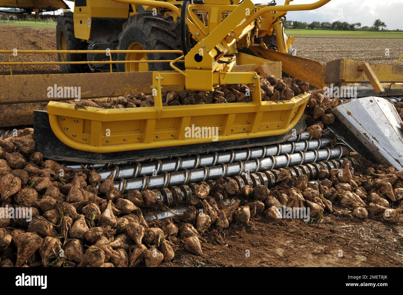 Beet cleaning loader picks up, cleans and loads beetroot (Beta vulgaris ...