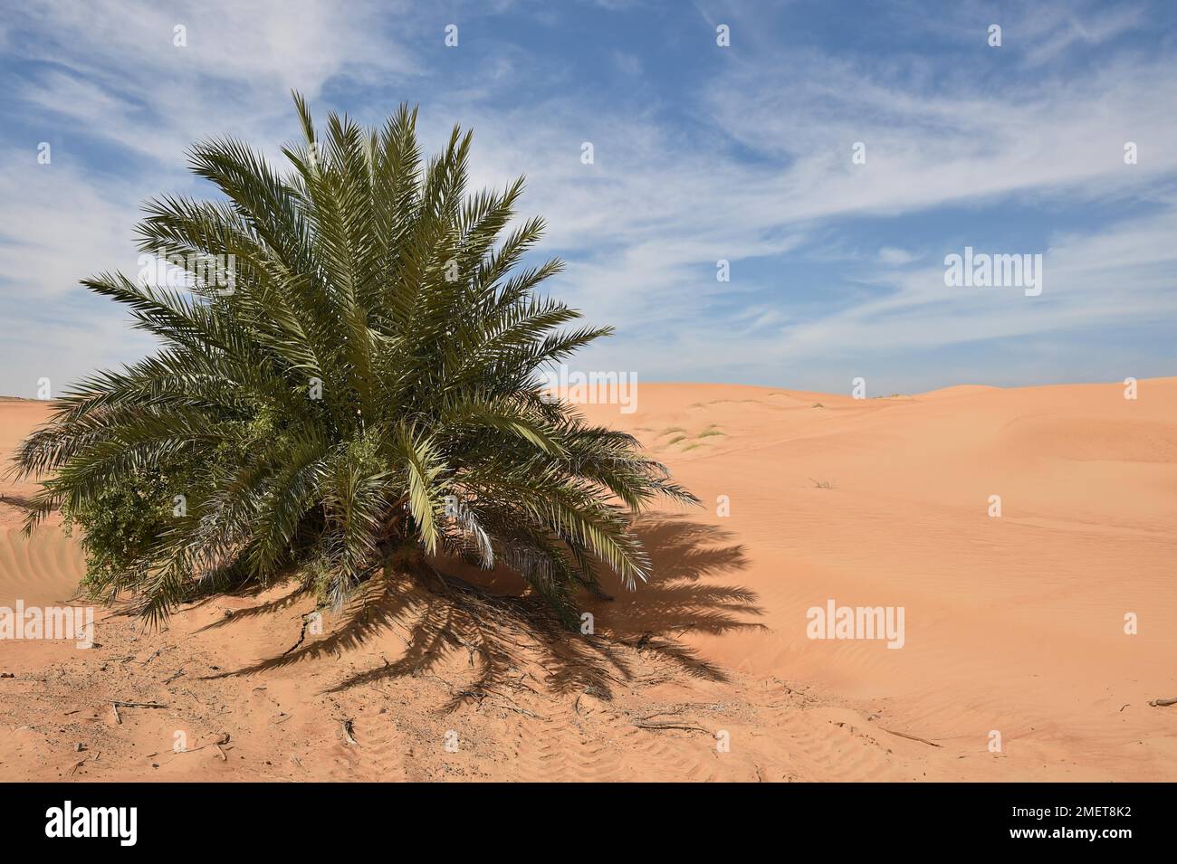 Arabian desert plant hi-res stock photography and images - Alamy