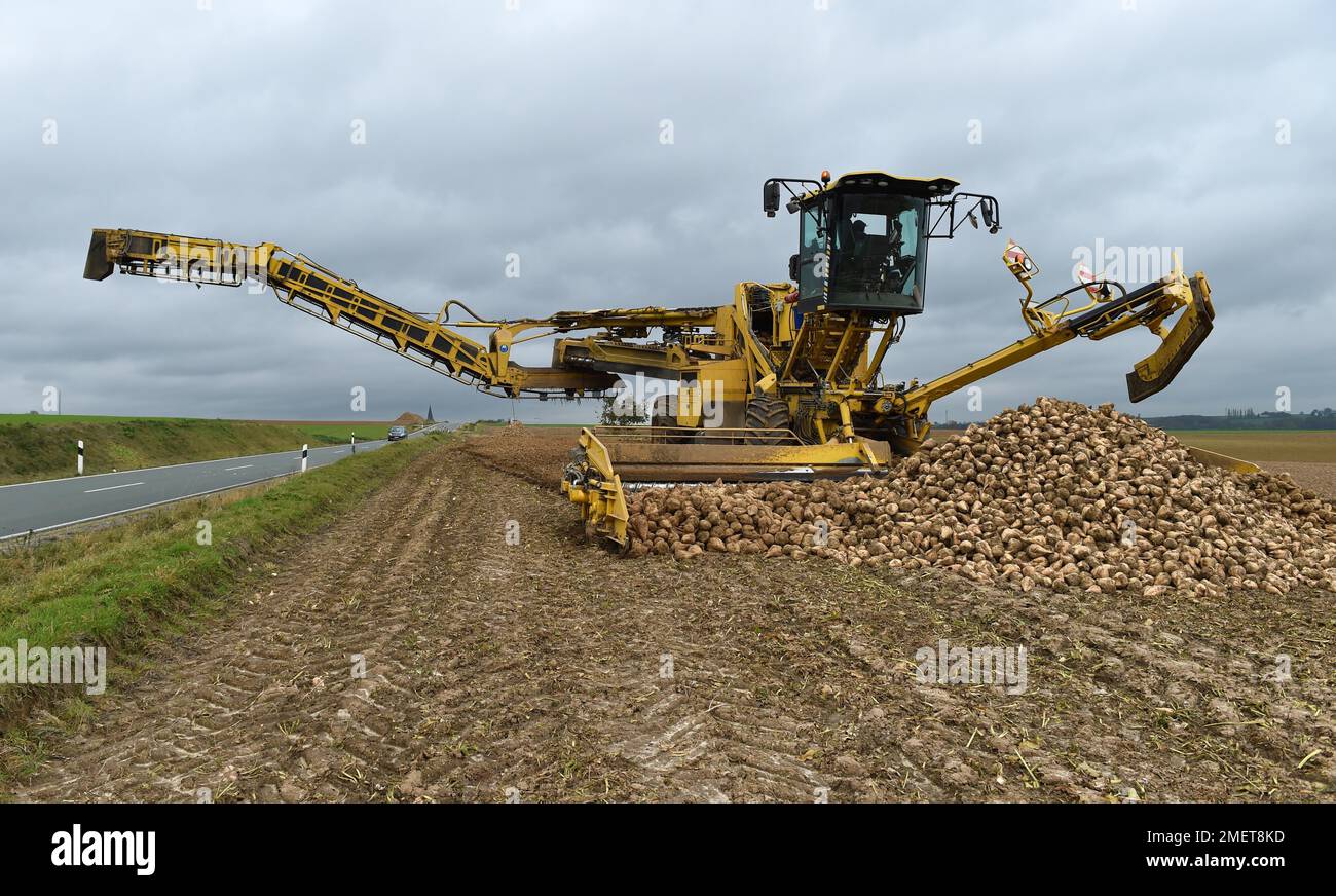 Beet cleaning loader picks up, cleans and loads beetroot (Beta vulgaris ...