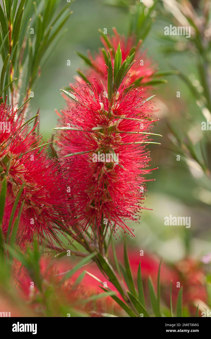 Callistemon Rigidus
