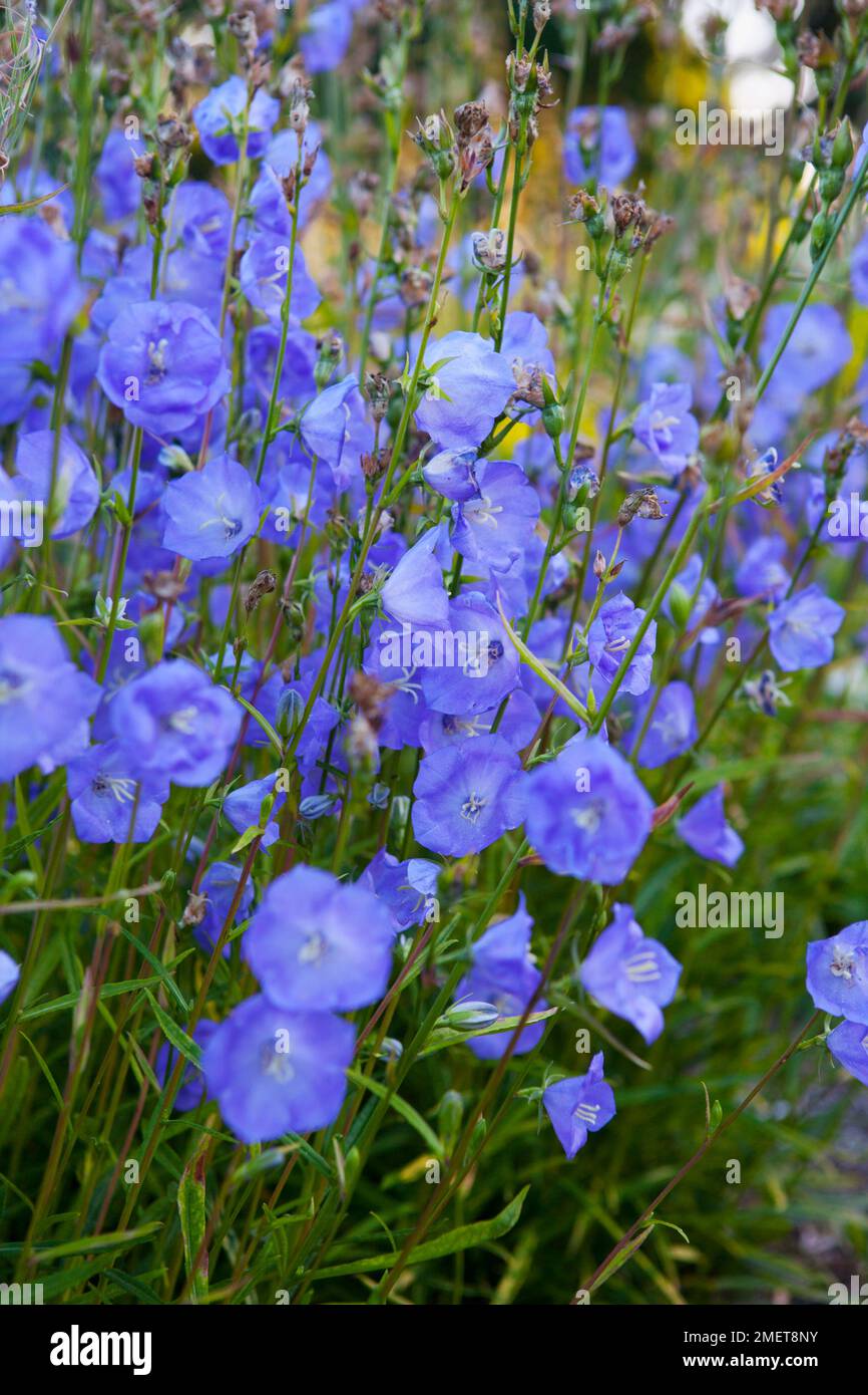 Campanula persicifolia 'Blue Bloomers' (Bellflower Stock Photo - Alamy