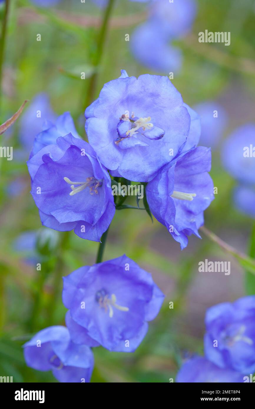 Campanula persicifolia 'Blue Bloomers' Stock Photo - Alamy