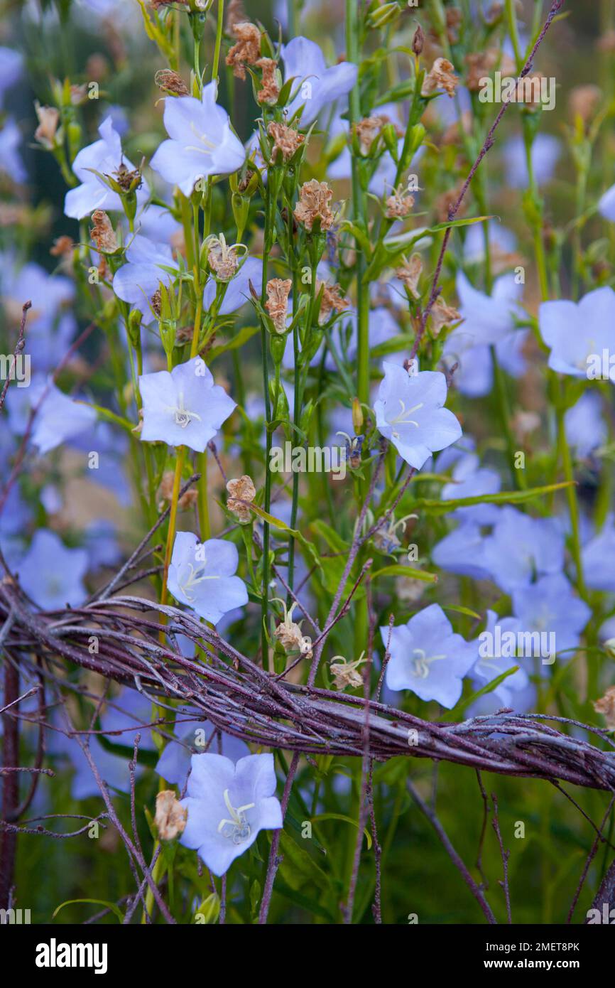 Powder blue flowers hi-res stock photography and images - Alamy