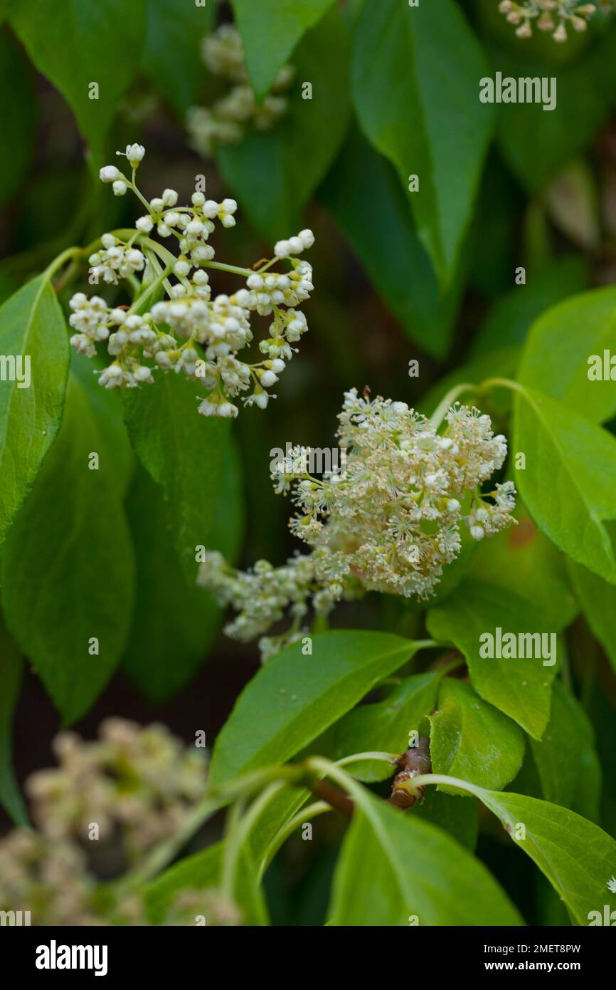 Barbara plant hi-res stock photography and images - Alamy