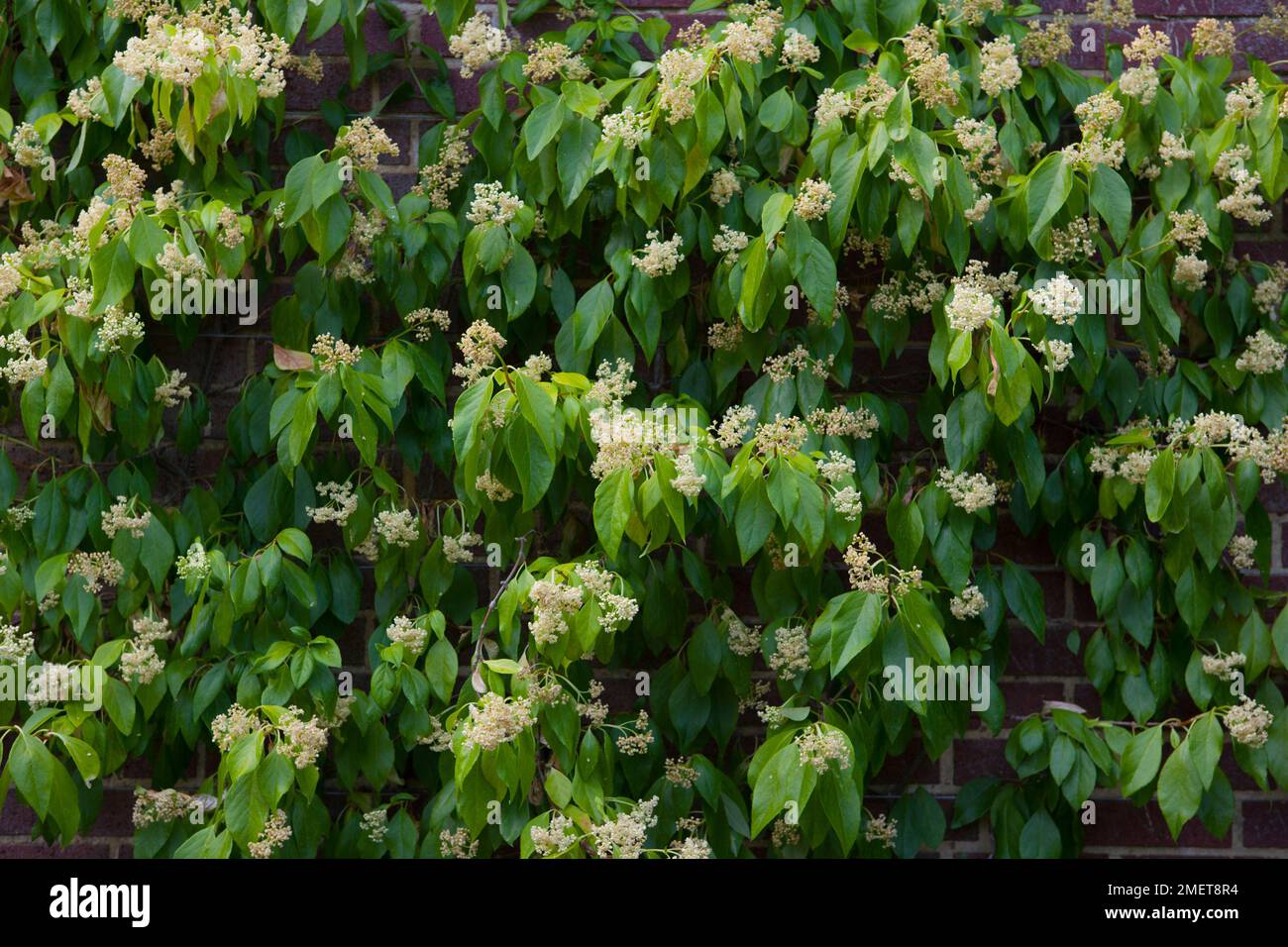 Barbara plant hi-res stock photography and images - Alamy