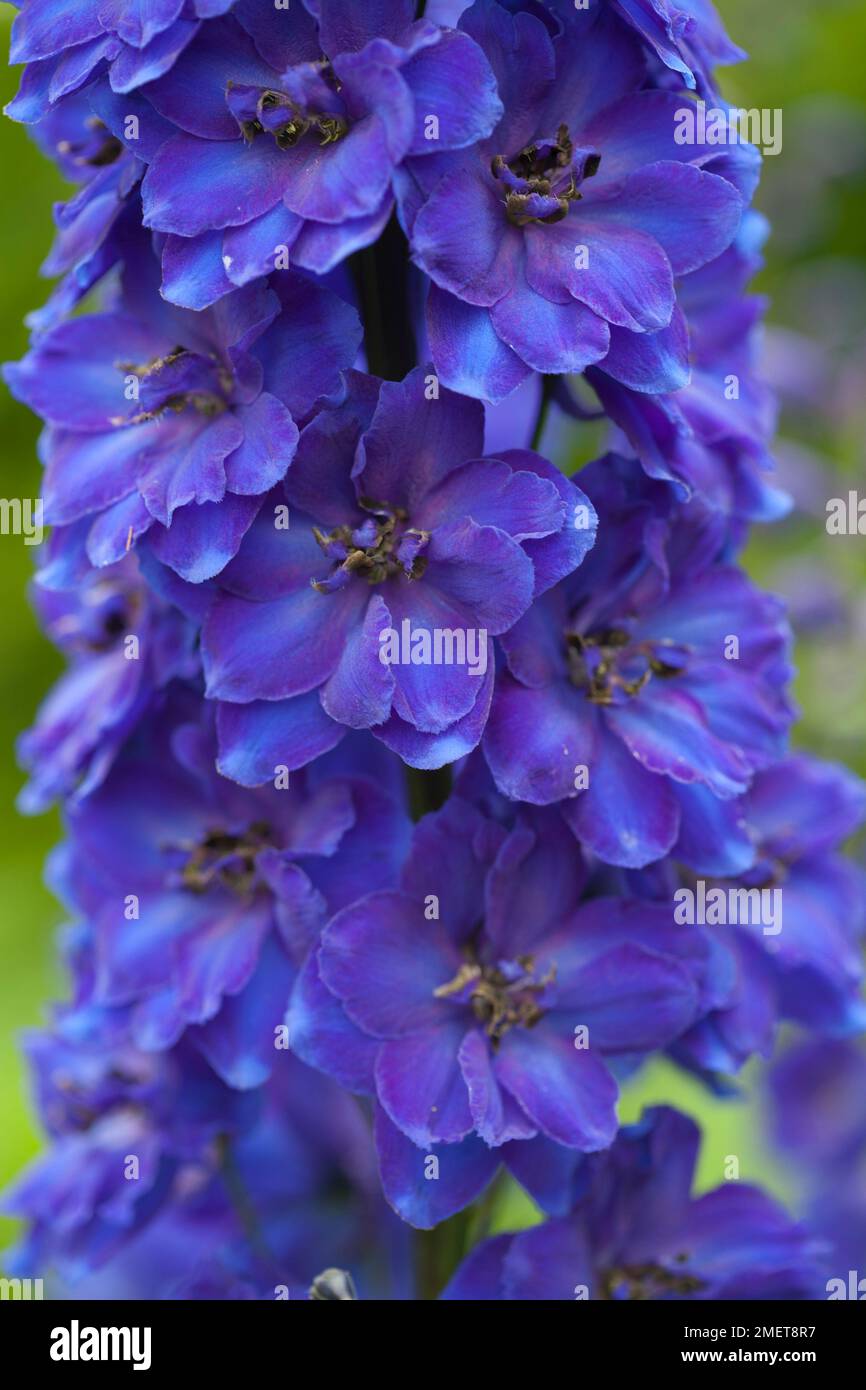 Faust image hi-res stock photography and images - Alamy