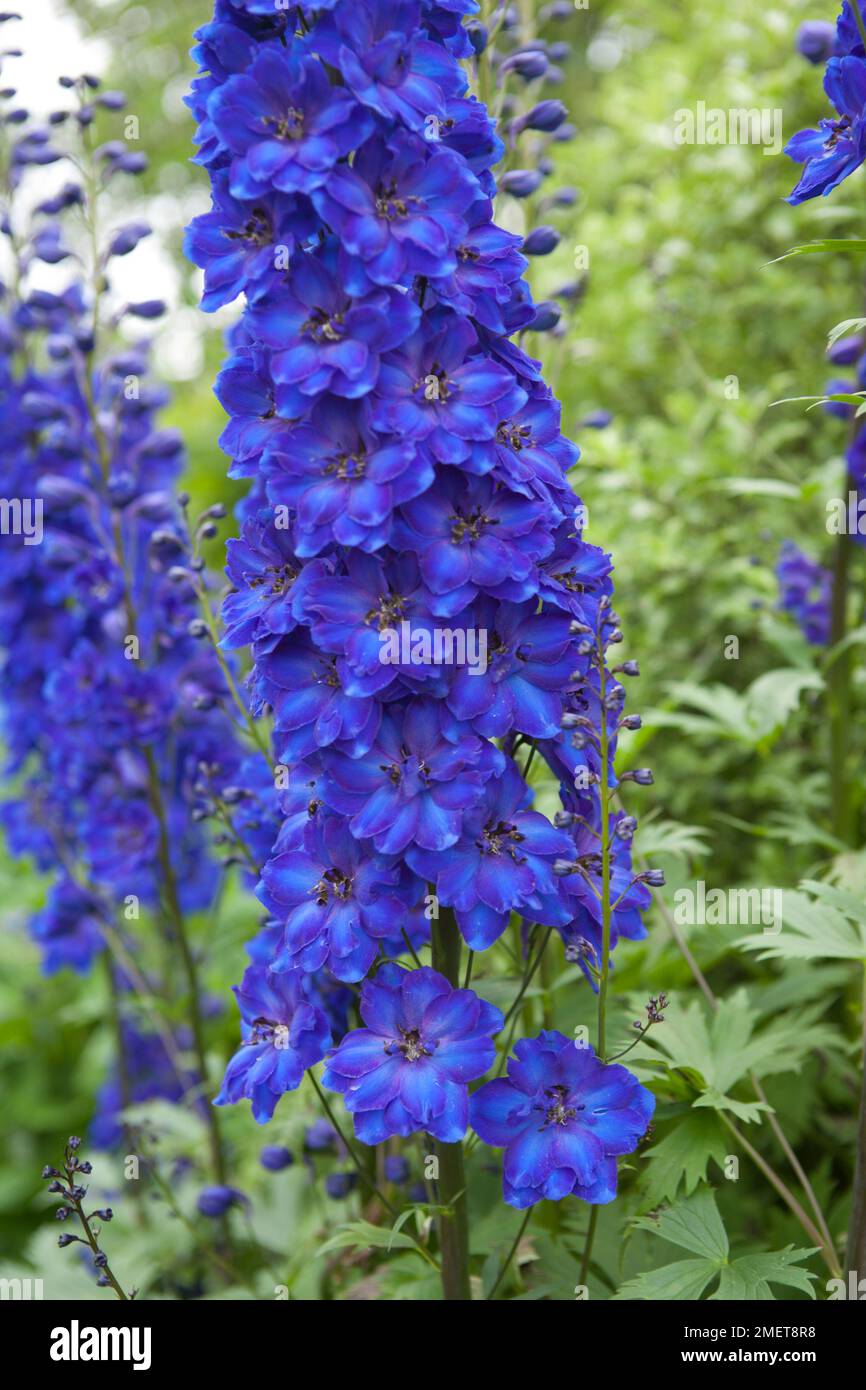 Faust image hi-res stock photography and images - Alamy