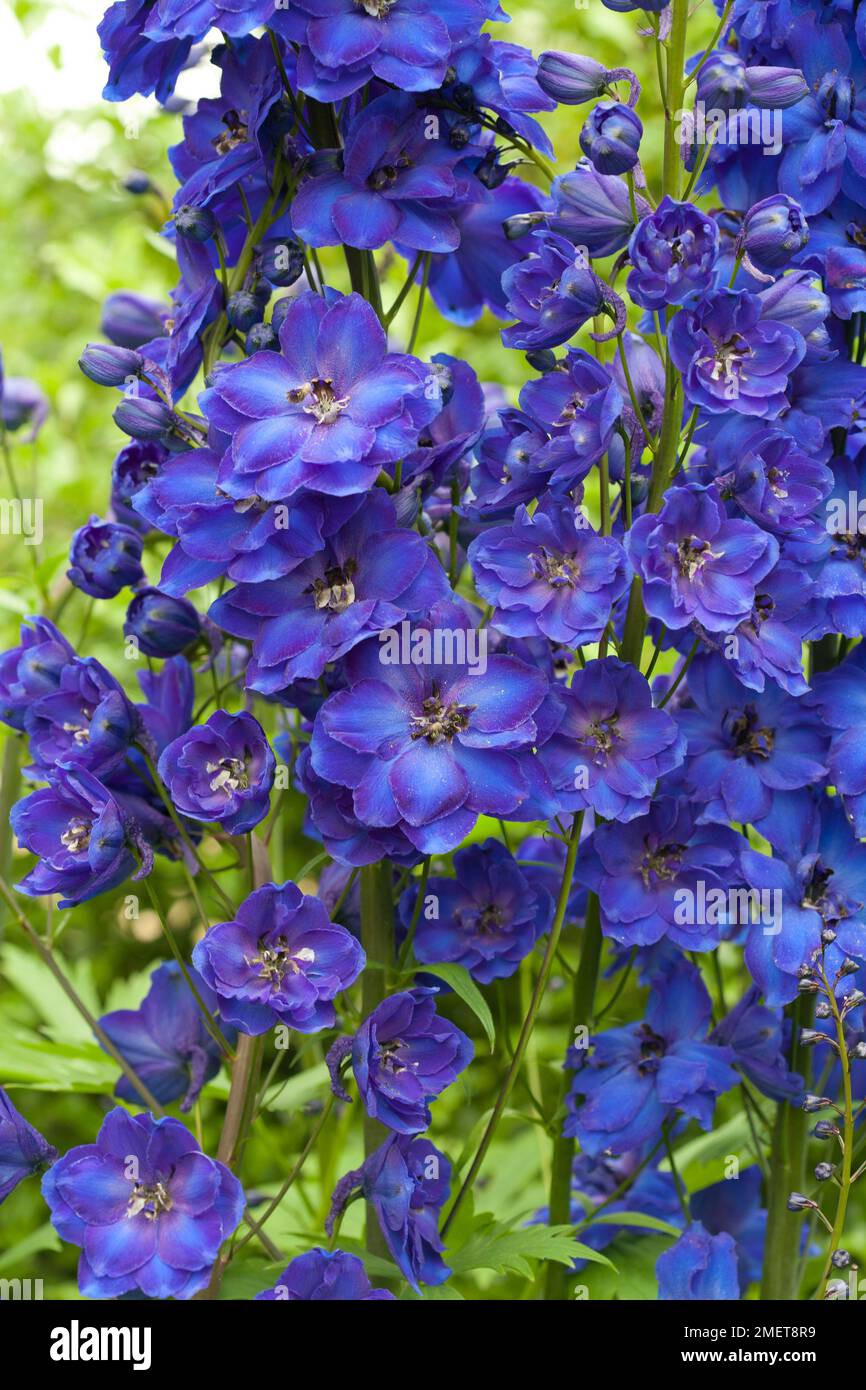 Delphinium faust hi-res stock photography and images - Alamy