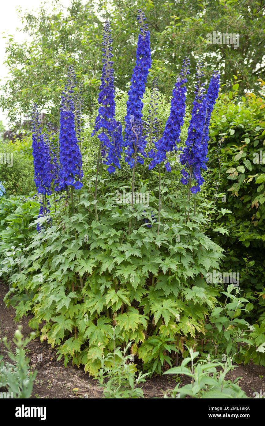 Faust image hi-res stock photography and images - Alamy