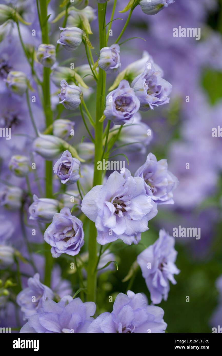 Tiddles hi-res stock photography and images - Alamy