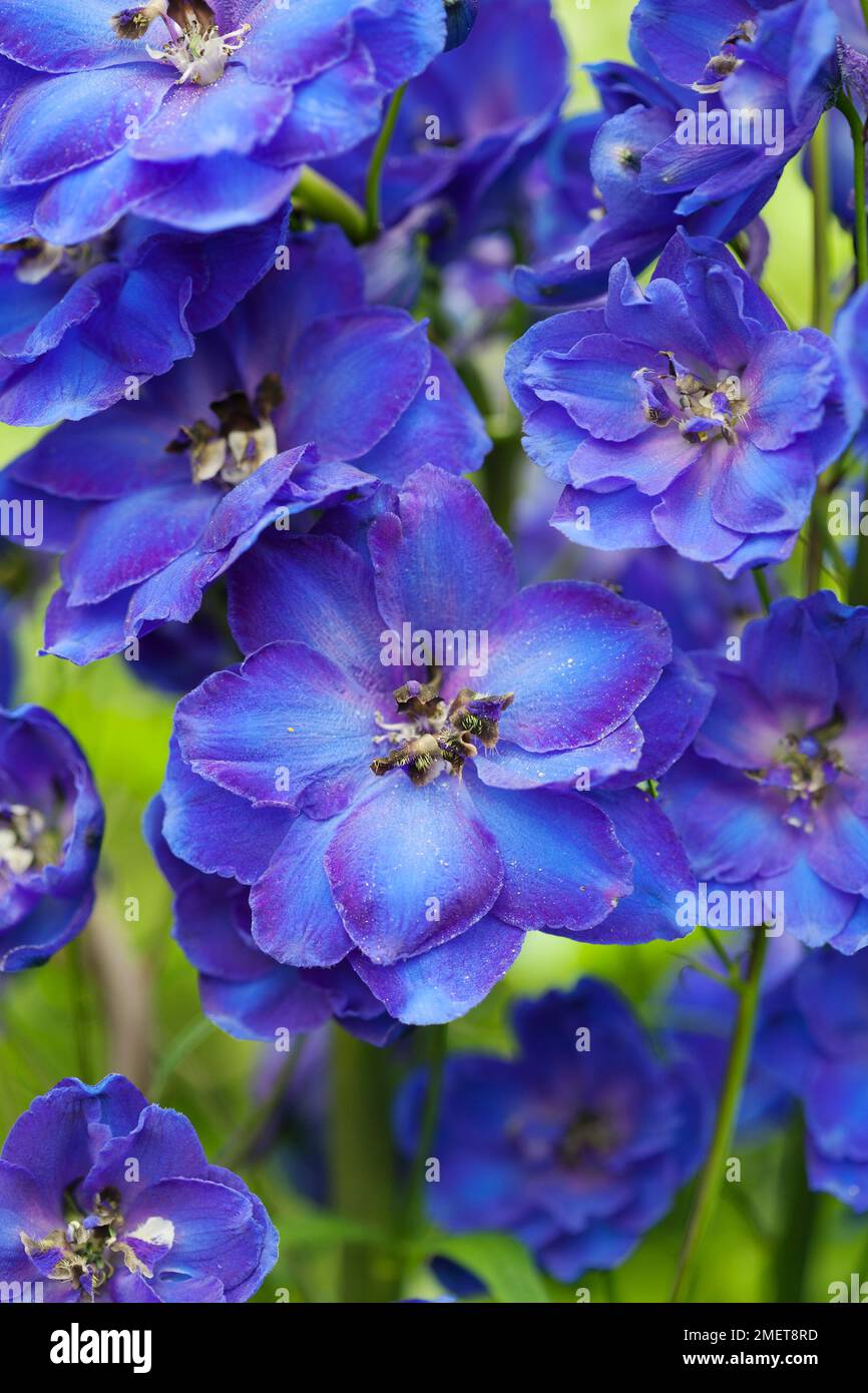 Delphinium faust hi-res stock photography and images - Alamy