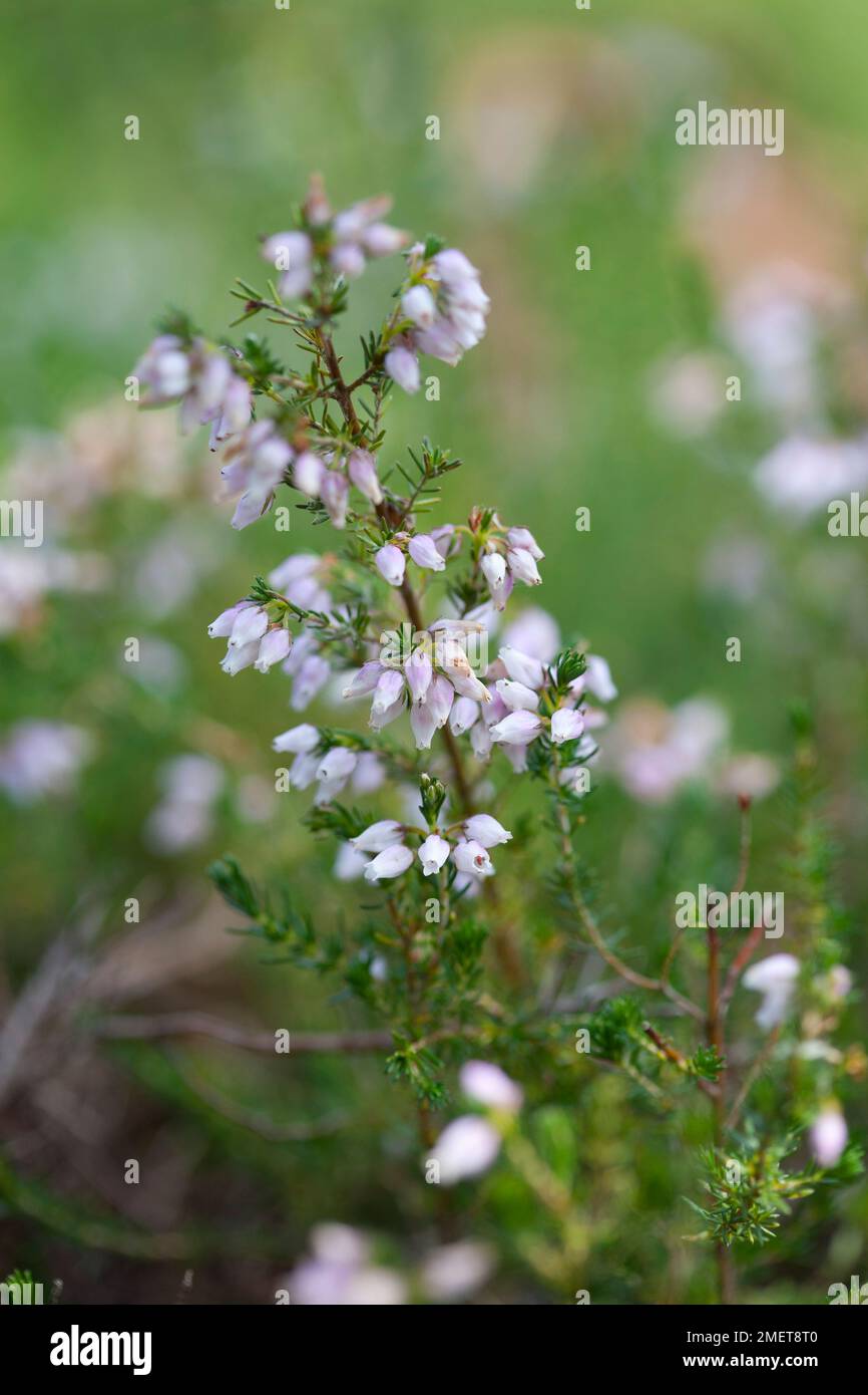 Erica cinerea hi-res stock photography and images - Alamy