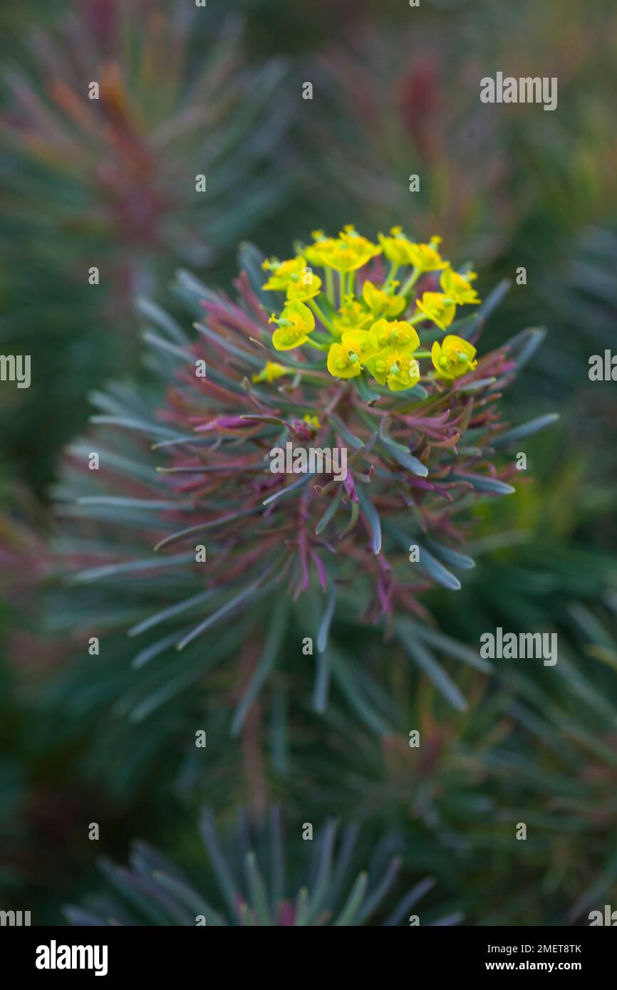 Euphorbia cyparissias 'Fens Ruby' Stock Photo - Alamy