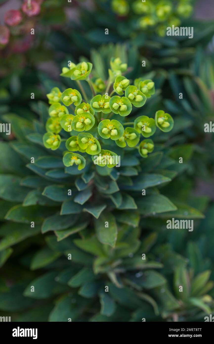 Euphorbia Redwing 'Charam' Stock Photo - Alamy