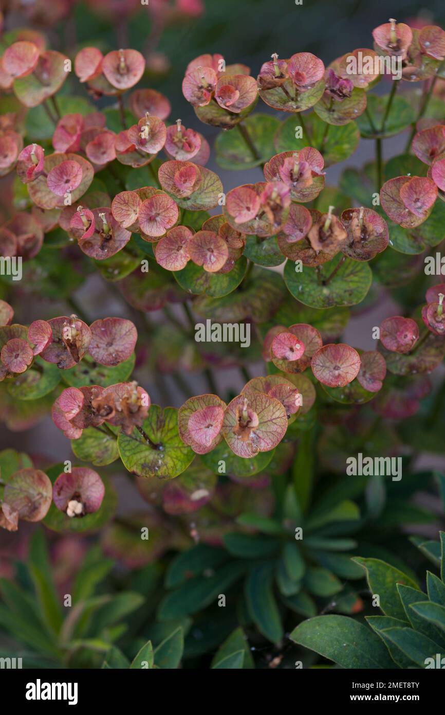 Euphorbia Redwing 'Charam' Stock Photo - Alamy