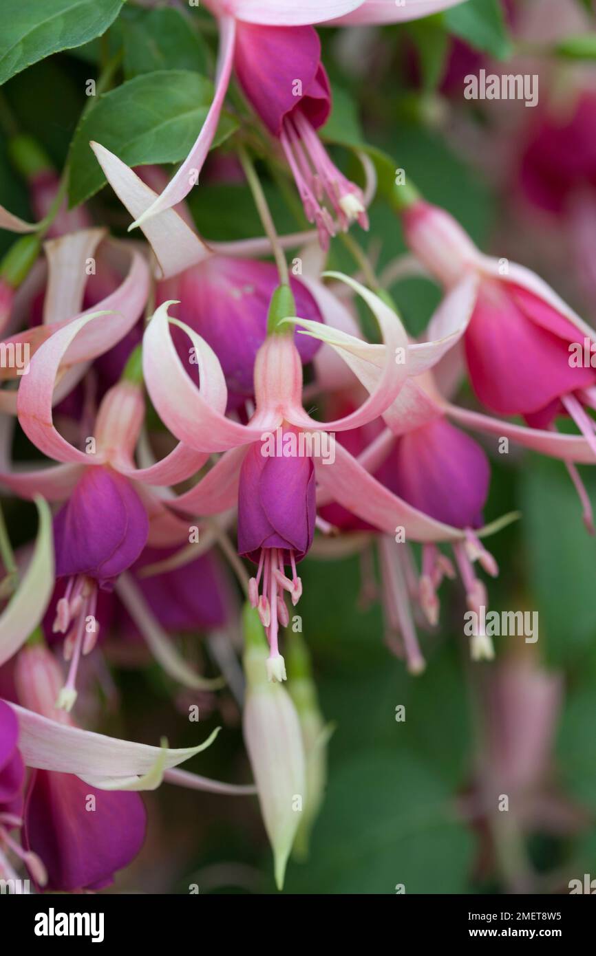 Cascade of colour hi-res stock photography and images - Alamy
