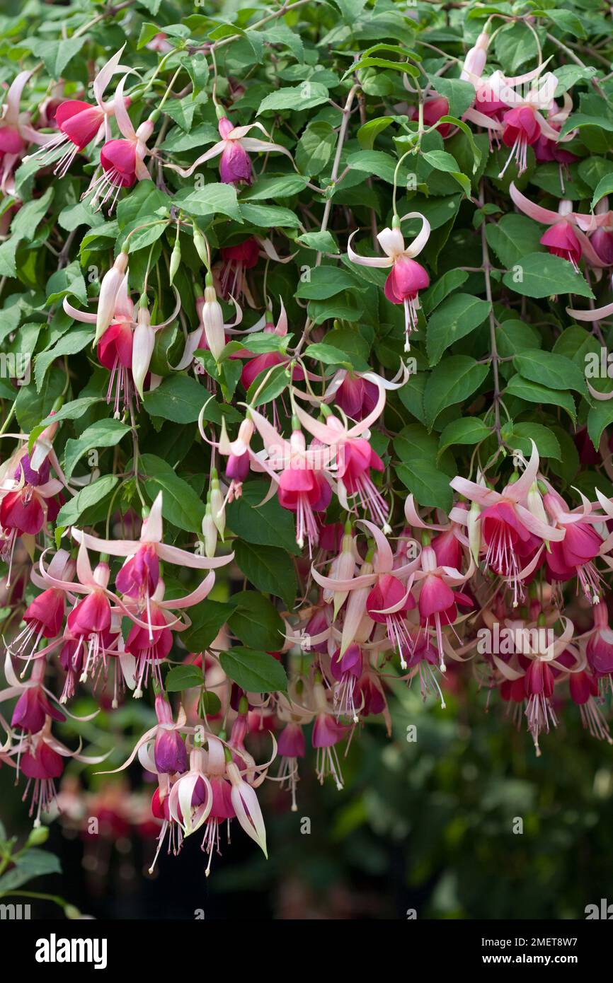 Flowering cascade hi-res stock photography and images - Alamy